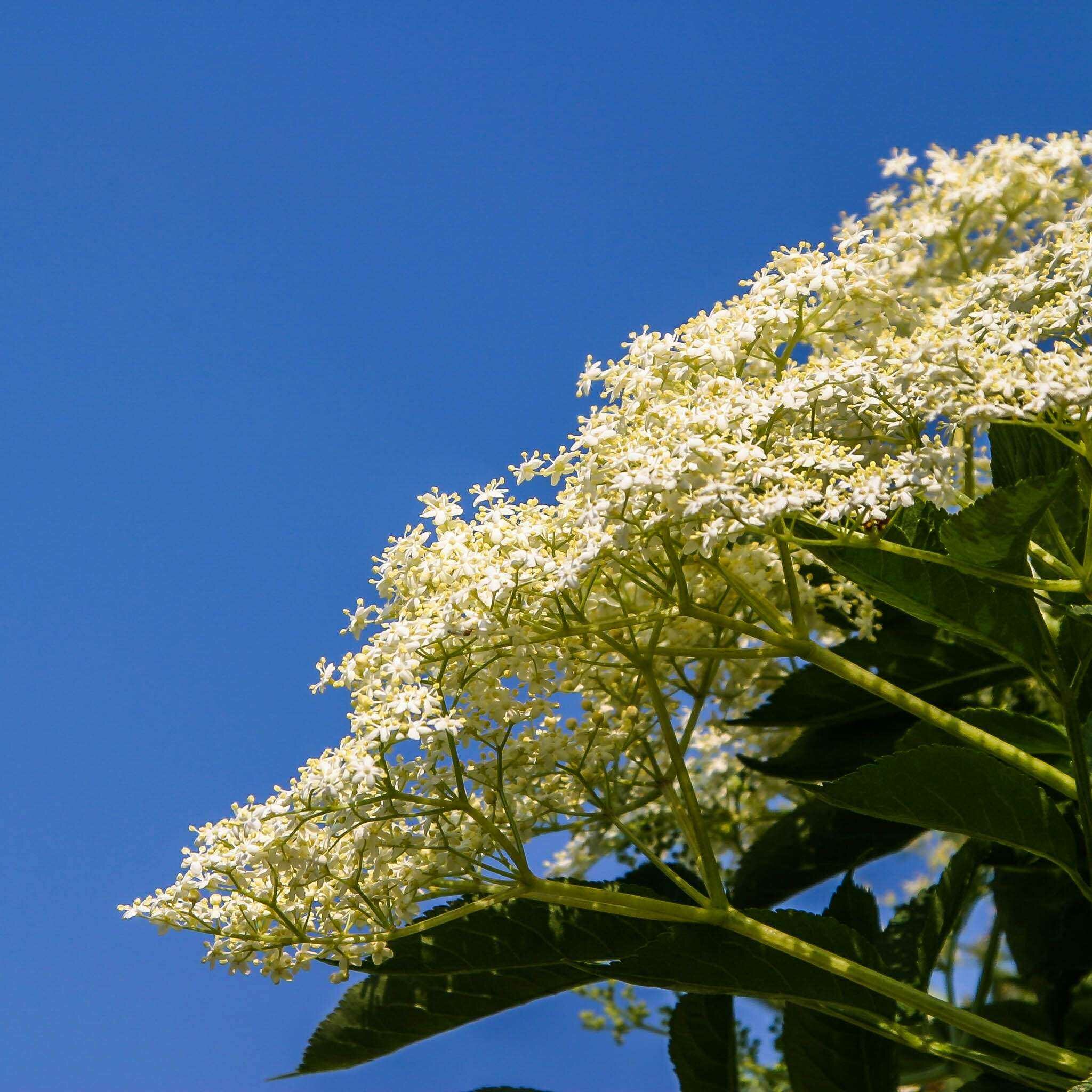 Holunderblüte Nahaufnahme – Hintergrundbilder.de