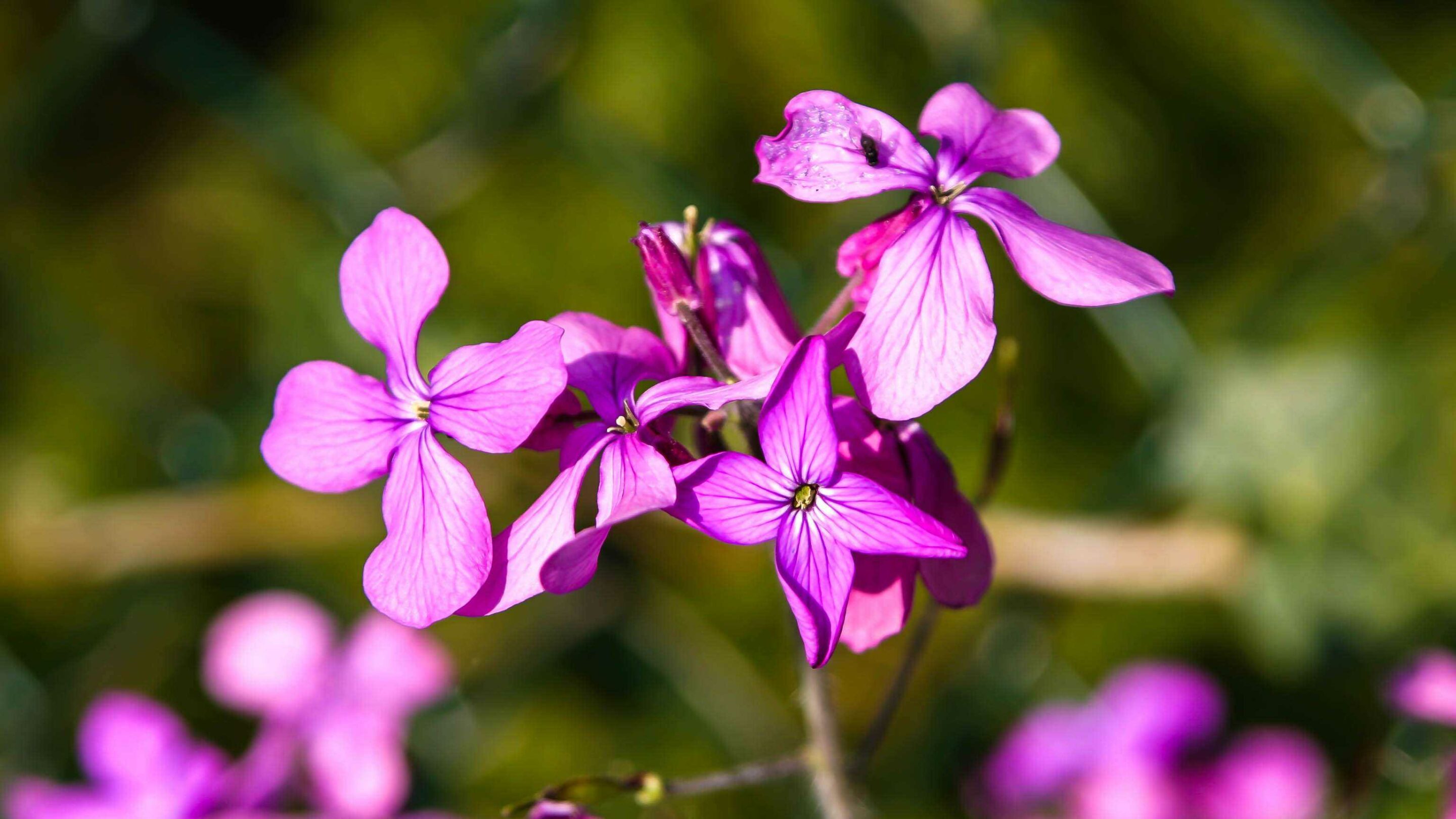 Kleine violette Blüten – Hintergrundbilder.de