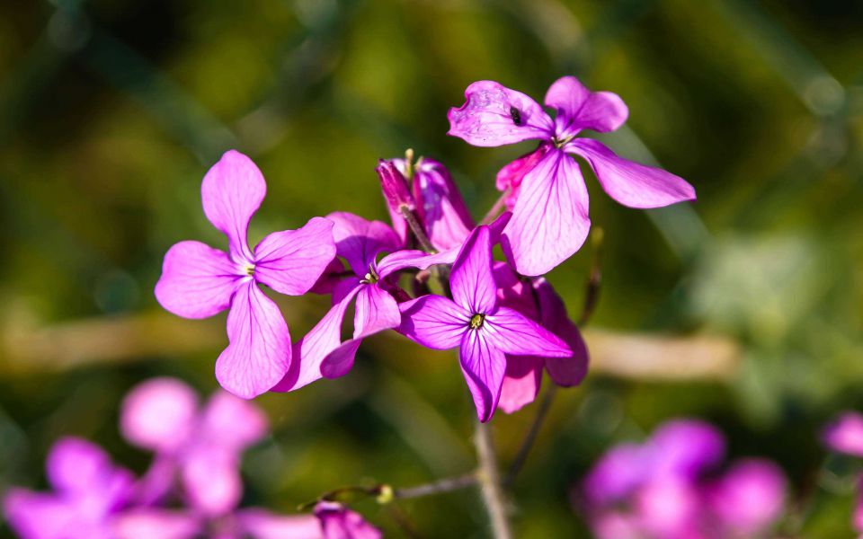 Kleine violette Blüten – Hintergrundbilder.de