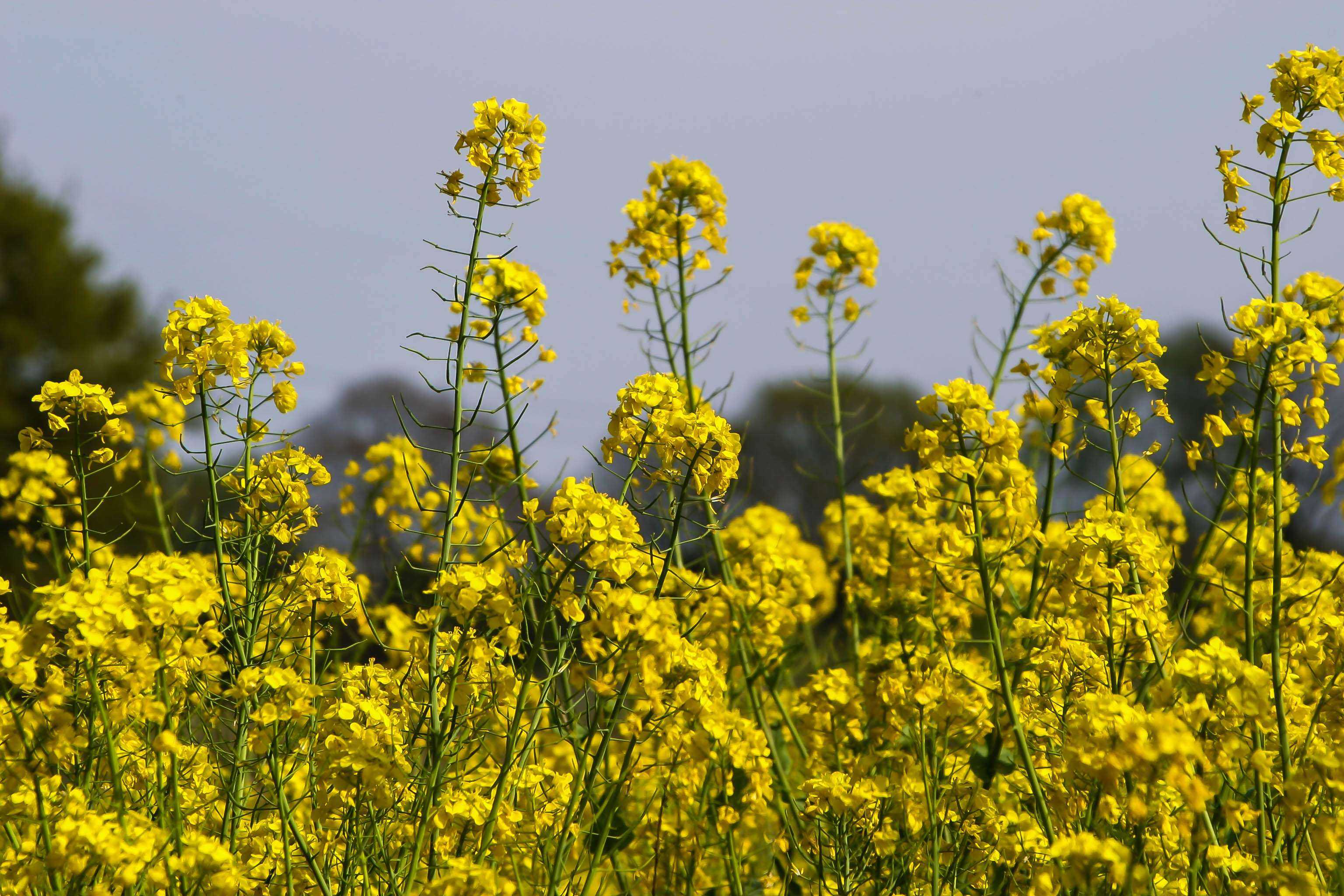 Hintergrundbilder | Mitten im Rapsfeld