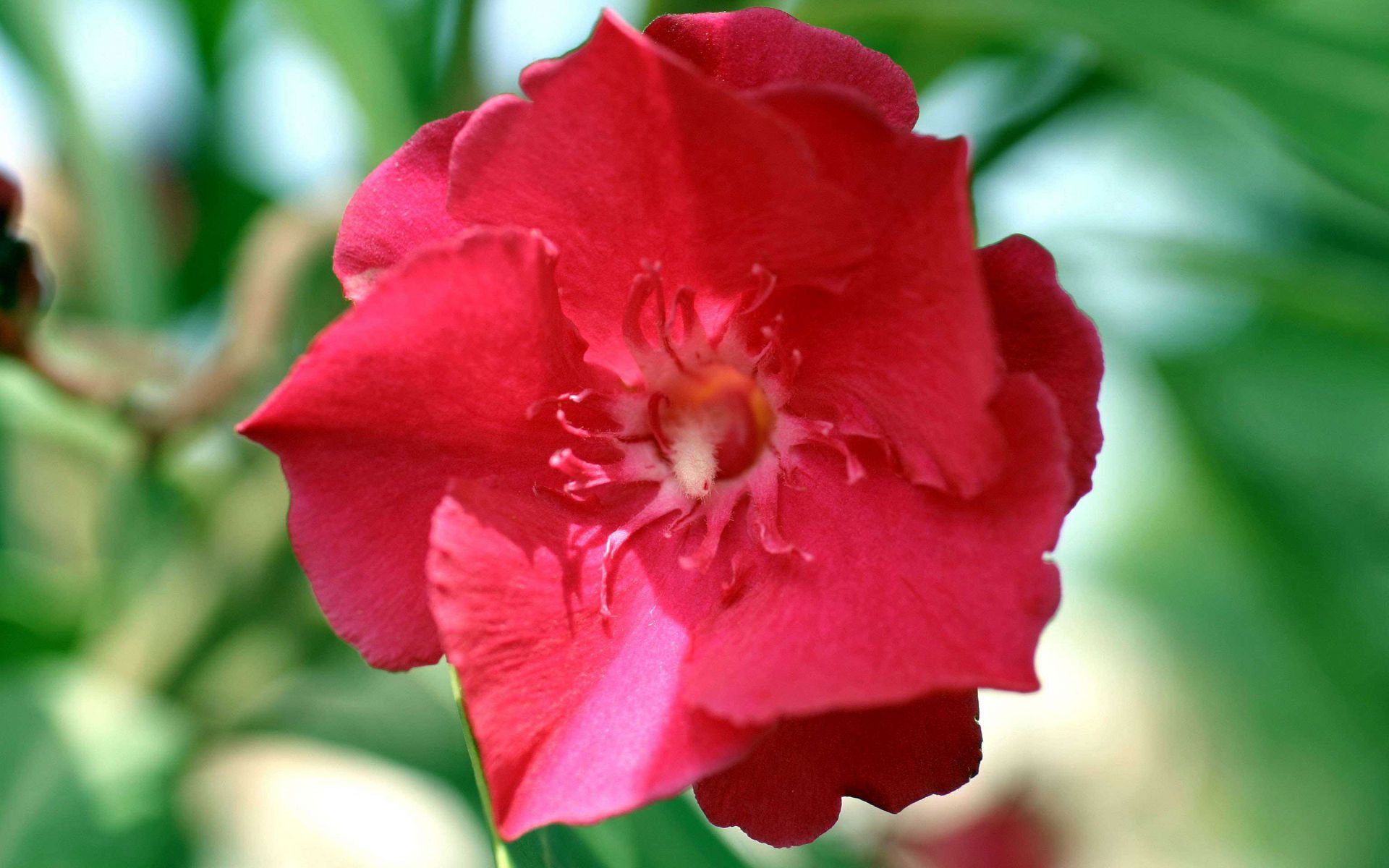 Oleander Rote Bltter