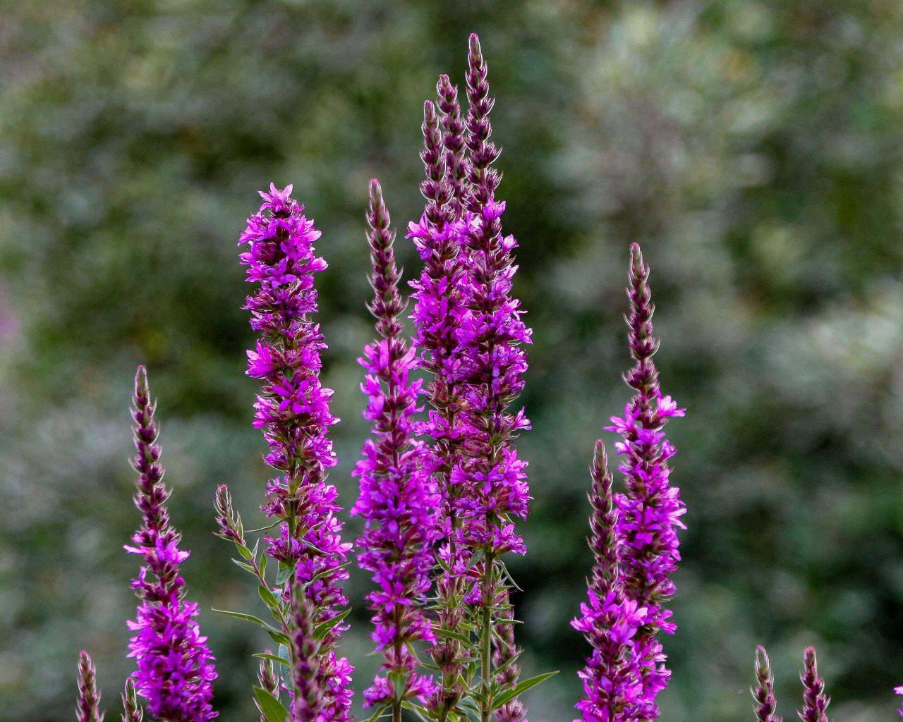 Violette Blüten im Sommer – Hintergrundbilder.de