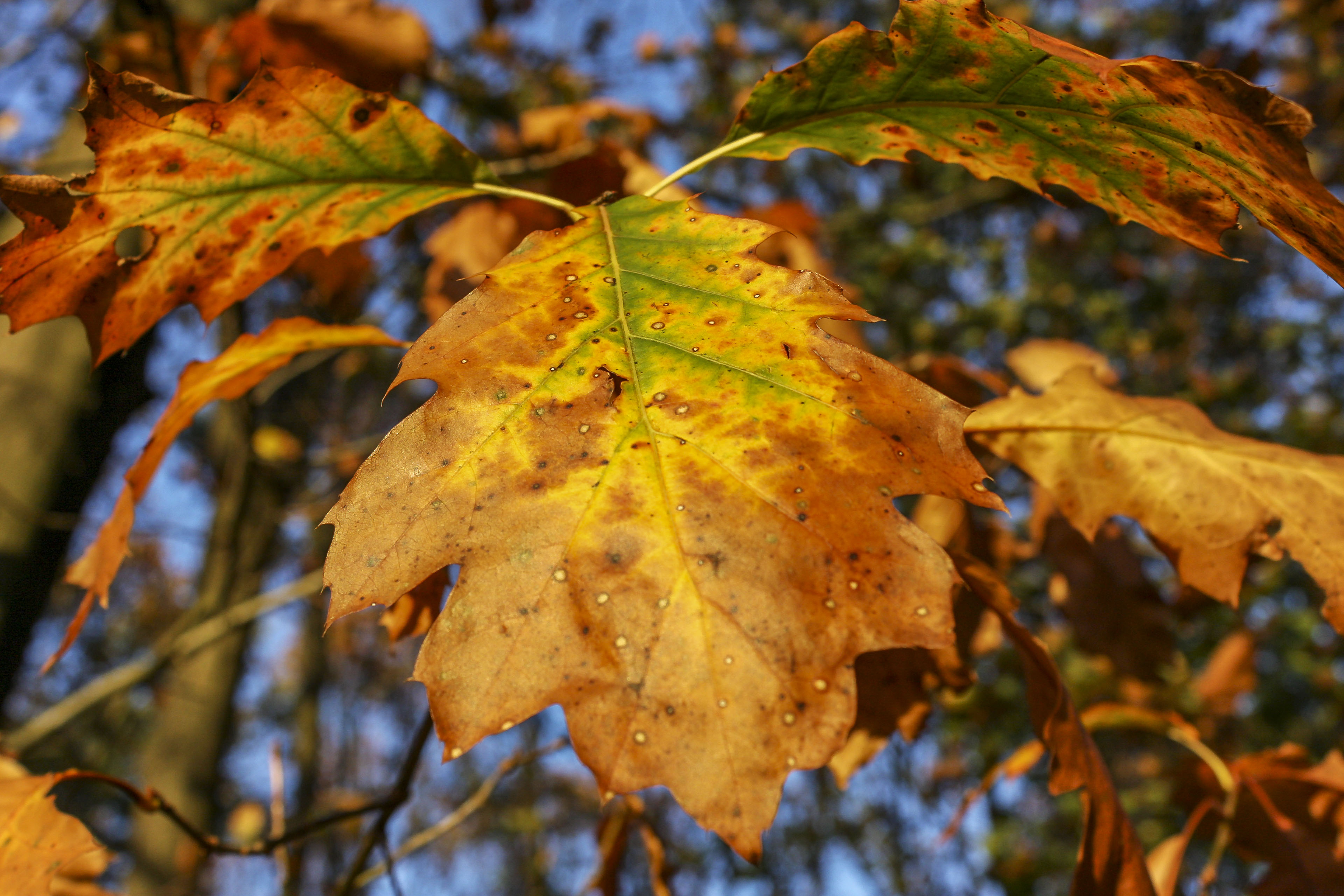 Hintergrundbilder | Herbstliche Eichenblätter
